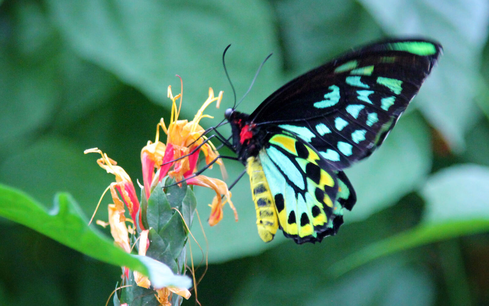 Niagara Parks Butterfly Conservatory: Photos to Inspire a Visit » I've ...