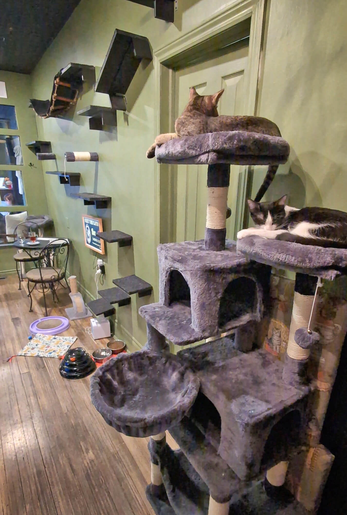 109-Cat-Cafe-2 » I've Been Bit! Travel Blog