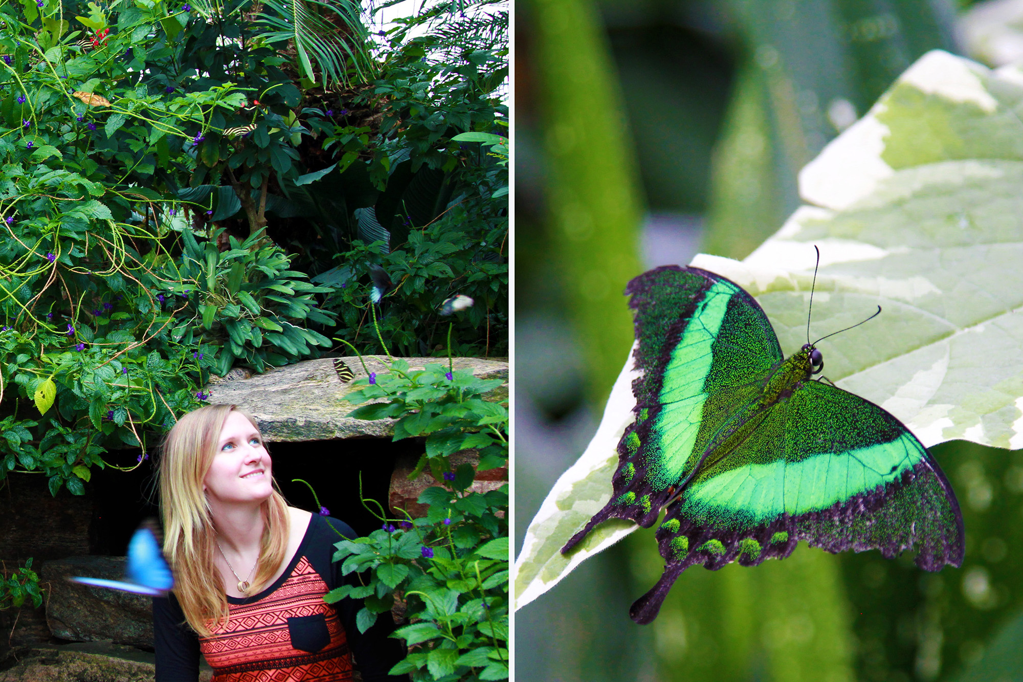 109_ButterflyConservatory » I've Been Bit! Travel Blog