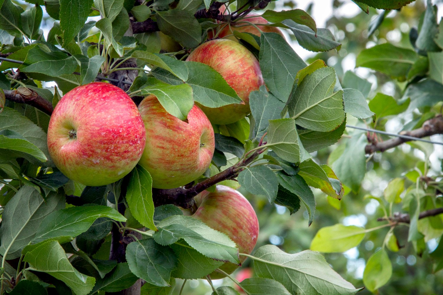 Grey County in Autumn: You'll Fall for This Ontario Destination » I've ...