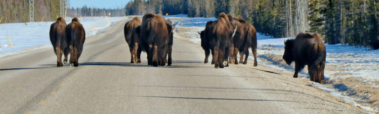 What to See & Do in 24 Hours (or More!) in Fort Smith NWT » I've Been ...