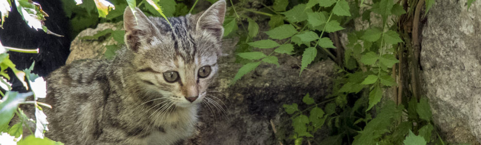 It's Not Just Istanbul, Say Hello to The Cats of Turkey » I've Been Bit ...