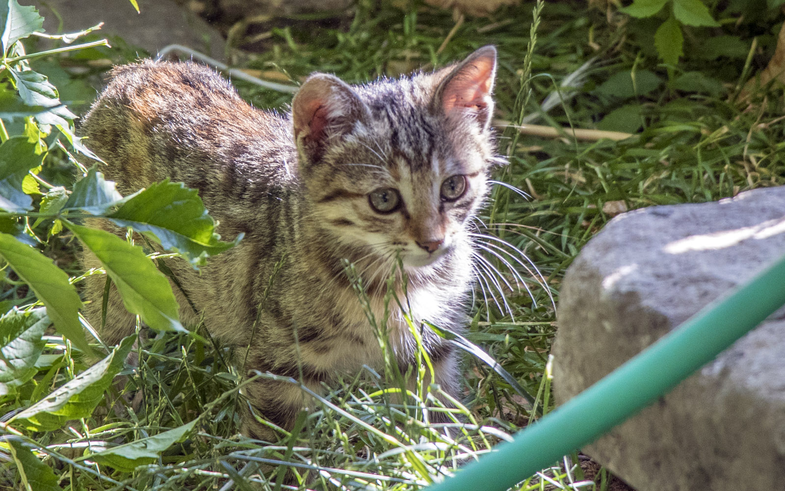 It's Not Just Istanbul, Say Hello to The Cats of Turkey » I've Been Bit ...