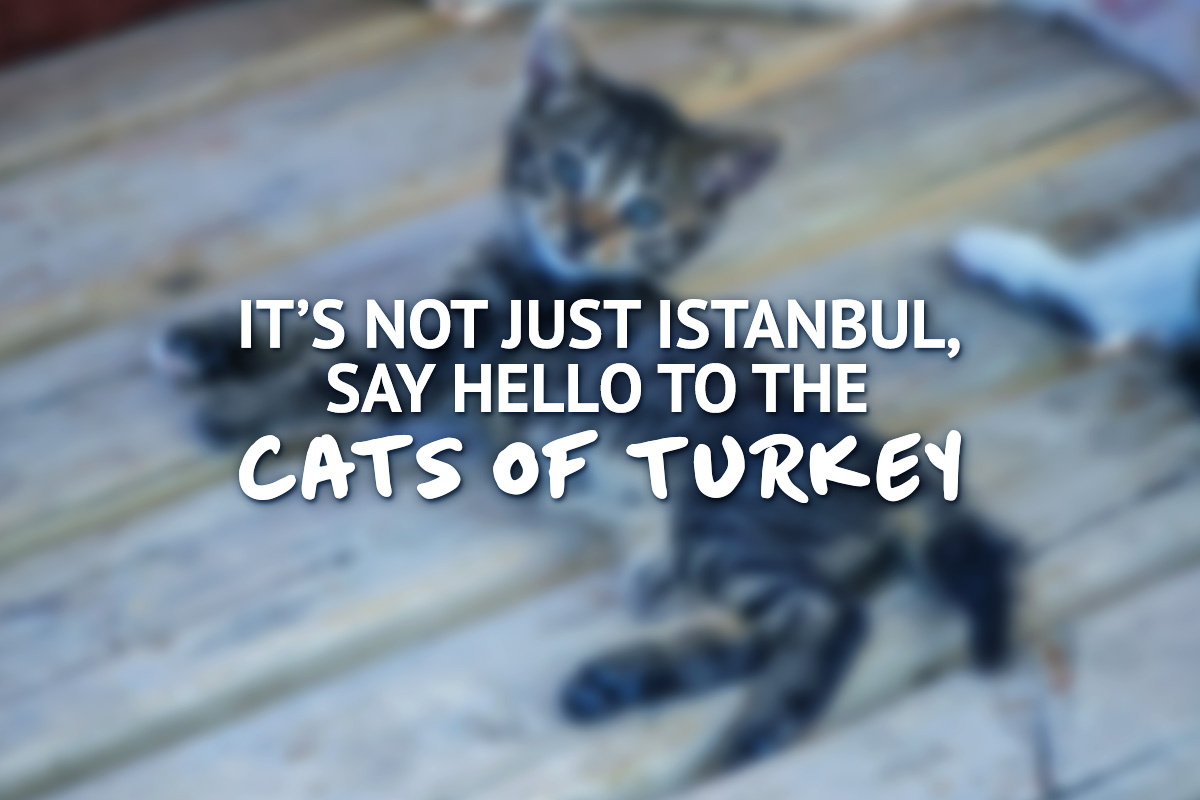 It's Not Just Istanbul, Say Hello to The Cats of Turkey » I've Been Bit ...