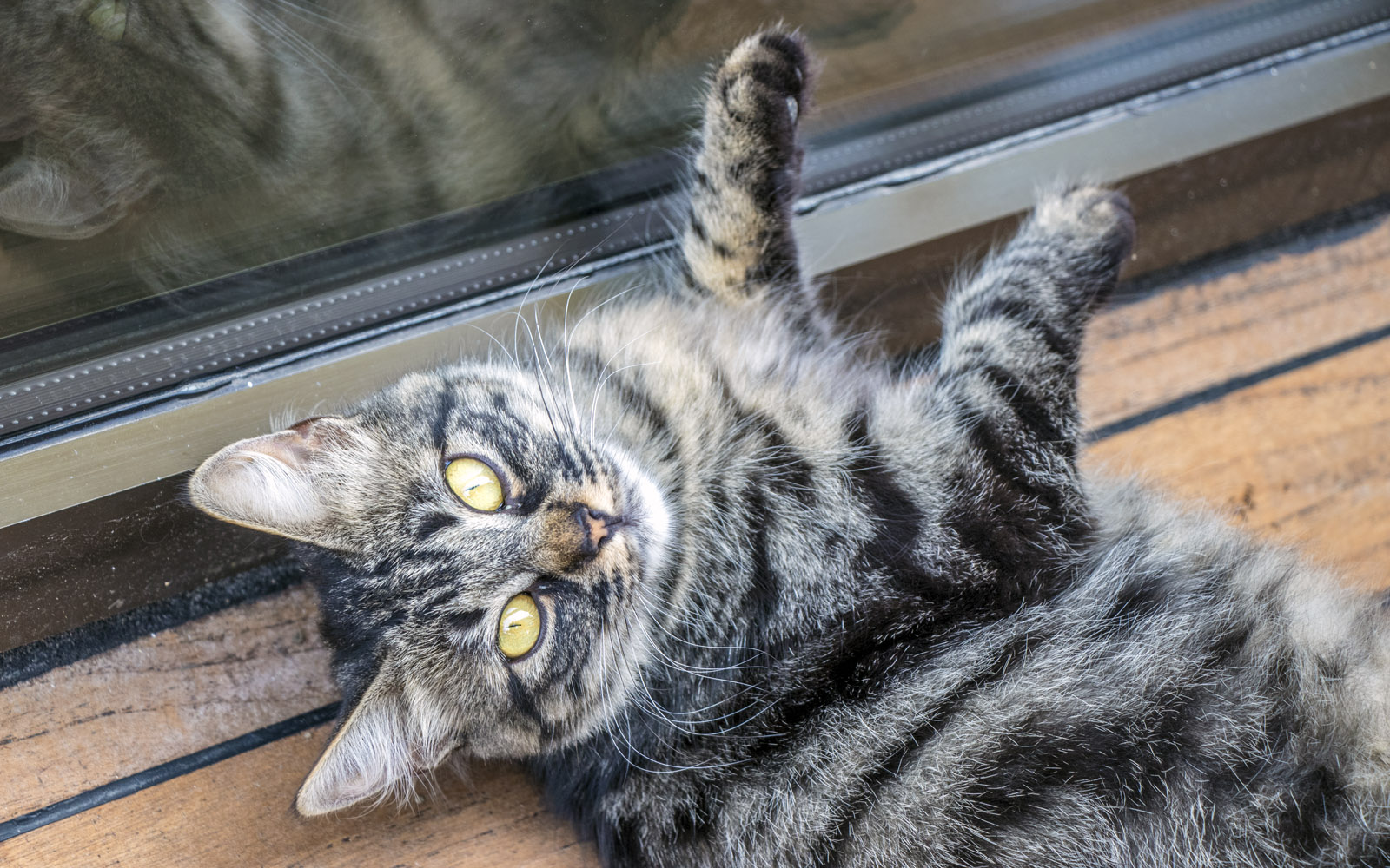 It's Not Just Istanbul, Say Hello to The Cats of Turkey » I've Been Bit ...