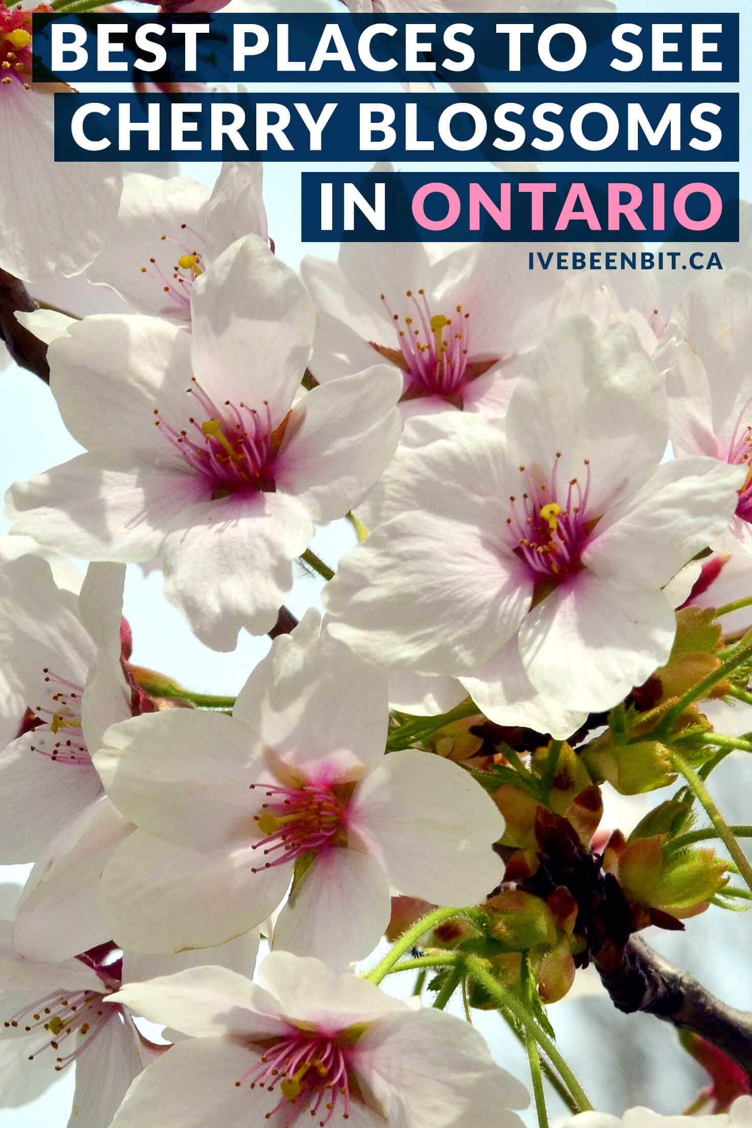 Top 30+ Destinations For Cherry Blossoms in Ontario » I've Been Bit ...