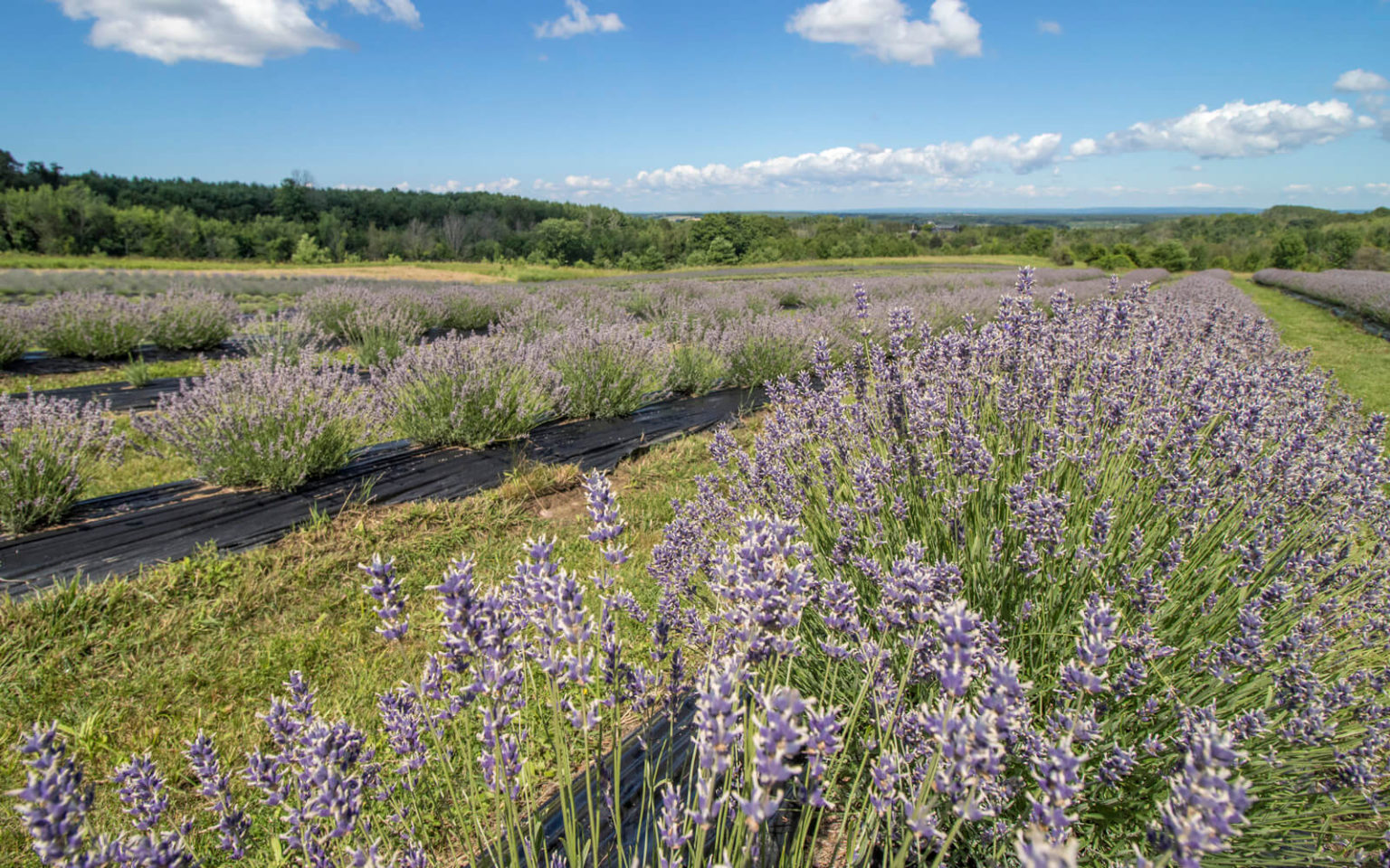 15 Incredible Ontario Lavender Farms To Experience This Summer » I've ...
