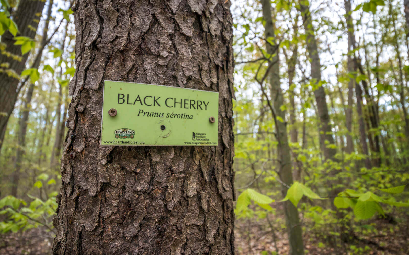 Heartland Forest Niagara Falls: Where Everyone Can Enjoy Nature » I've ...