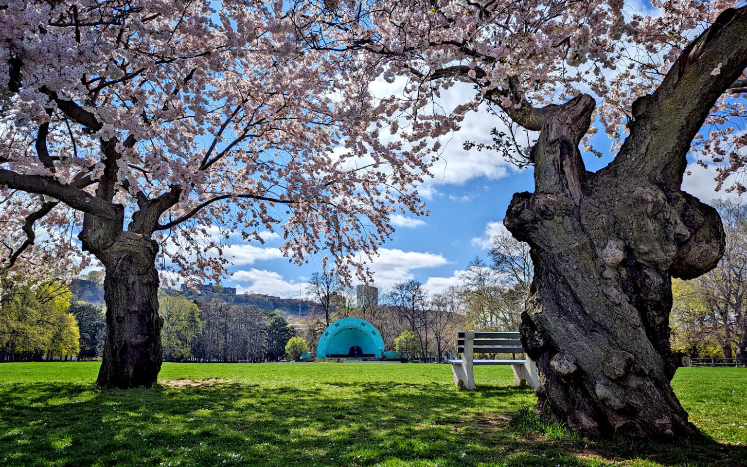 6 Best Locations for Cherry Blossoms in Hamilton » I've Been Bit ...