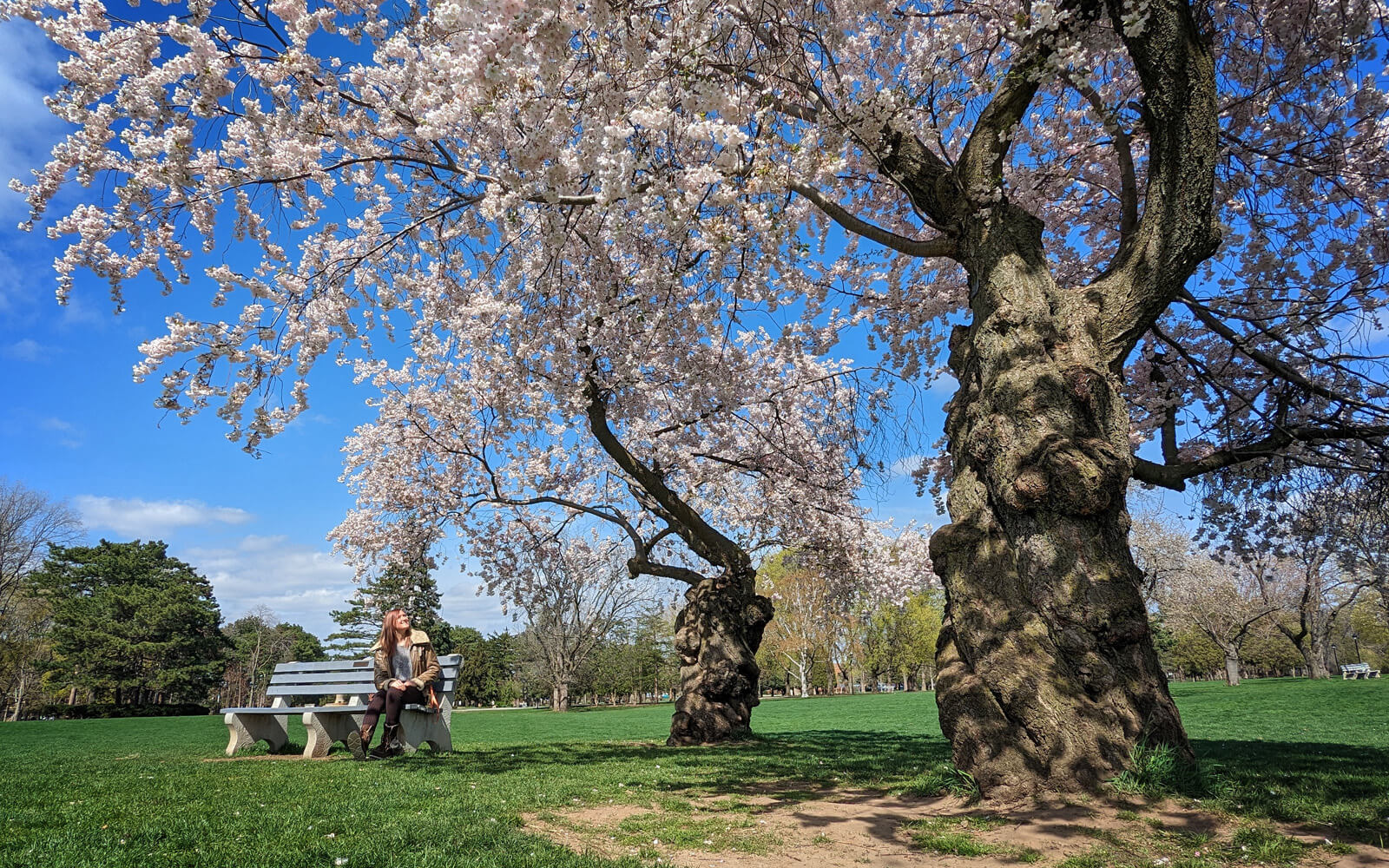 6 Best Locations for Cherry Blossoms in Hamilton » I've Been Bit ...