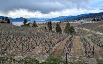 330-Naramata-Bench » I've Been Bit! Travel Blog